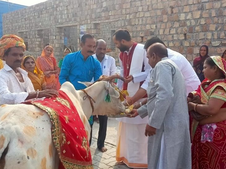 Prasad was offered to 1100 cow mothers. Unique program held in Shri ...