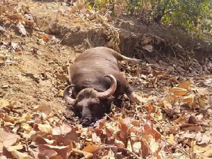 Suspicious death of bison in the forest adjacent to ATR | ATR से लगे ...