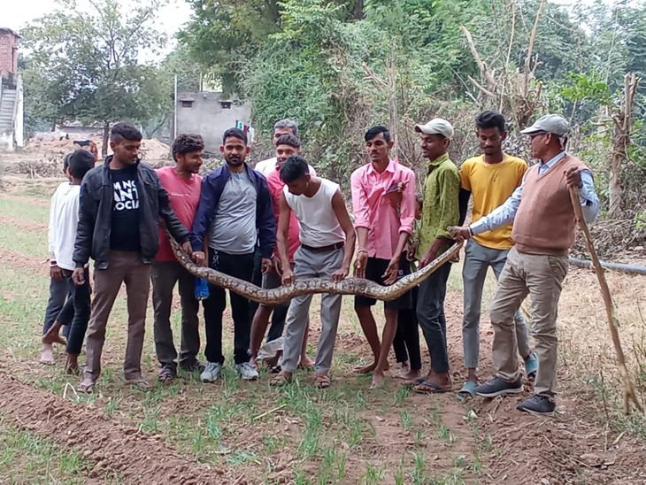 15 feet long python was taken out and released into the forest | 15 फीट ...