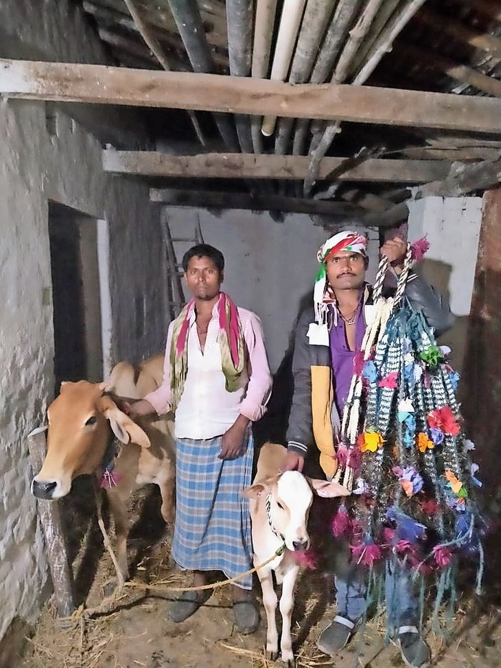 Sohai tied to livestock in village Patora on Devuthani Ekadashi ...