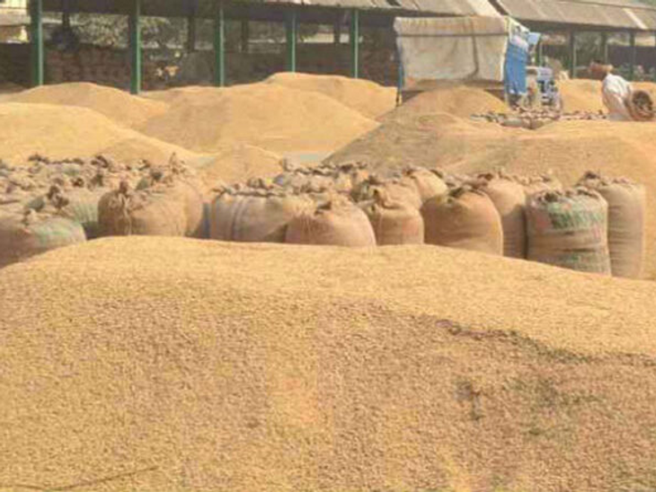 Paddy procurement will be from 1st to 19th December | धान खरीदी 1 से 19 दिसंबर तक होगी: खरीदी ...