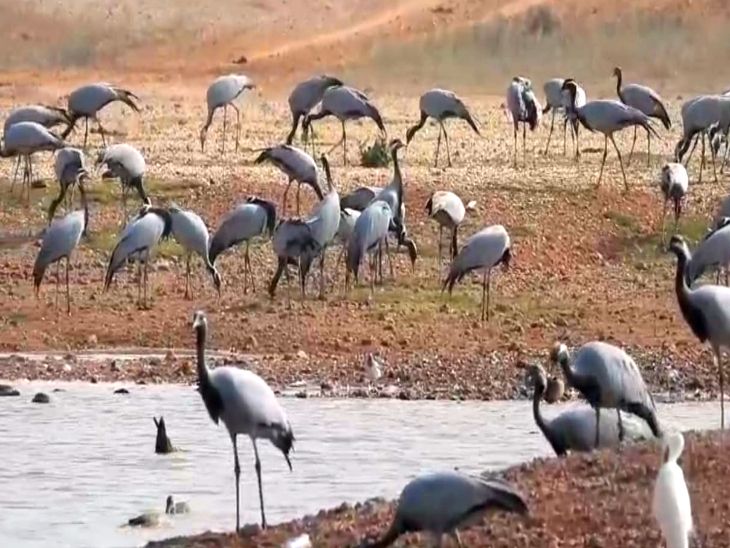 Kurja bird nest in Jaisalmer | हजारों किलोमीटर का सफर तय कर जैसलमेर आया ...