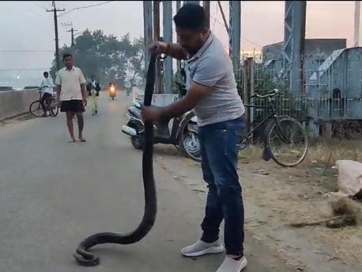 8 feet python trapped in fishing net, Python was stuck in the canal of ...