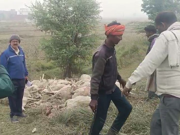 125 sheep died after being hit by a train | ट्रेन की चपेट में आकर 125 ...