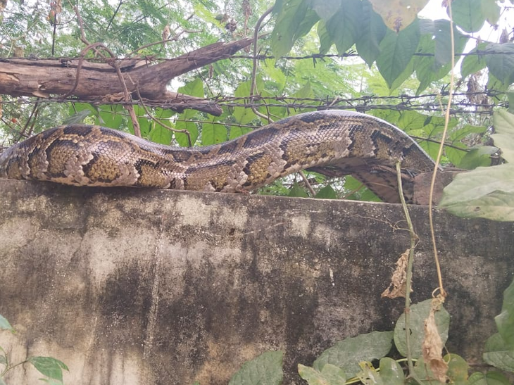 15 feet python found in posh area of Meerut | मेरठ पॉश एरिया में निकला ...