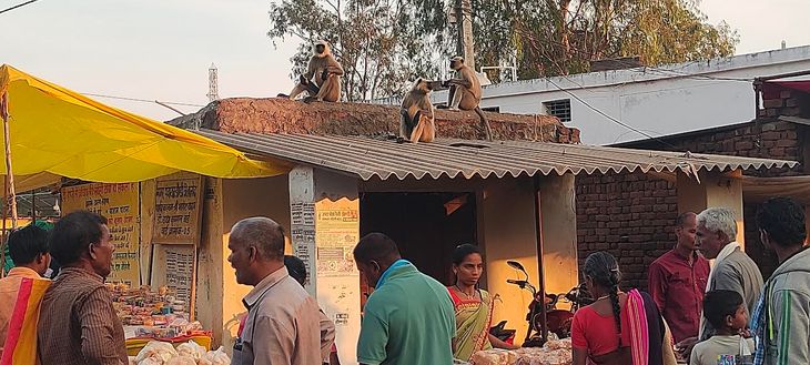 Shopkeepers troubled by monkeys jumping in the market | बाजार में ...