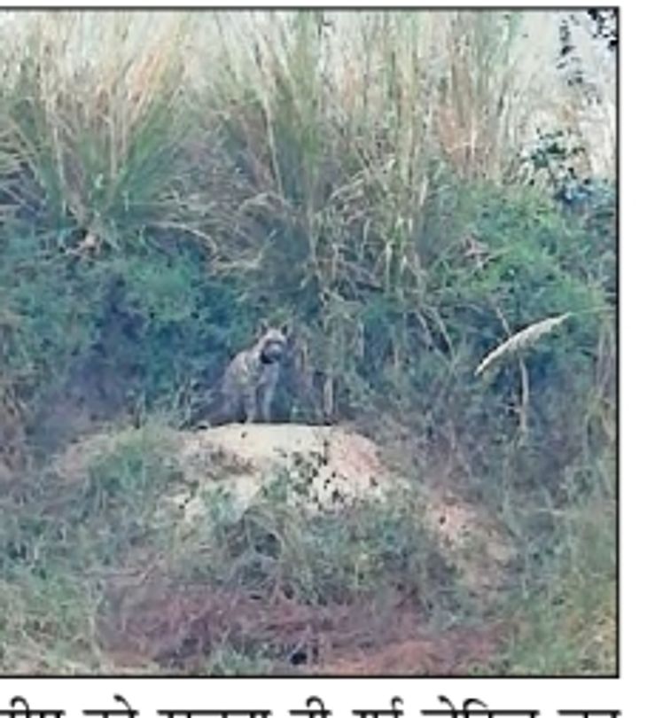 Panic due to wild animal Zarak and his two cubs in Ghata village | घाटा ...