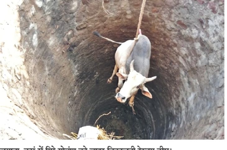 The cattle herder fell into a 50 feet deep well and was rescued safely ...