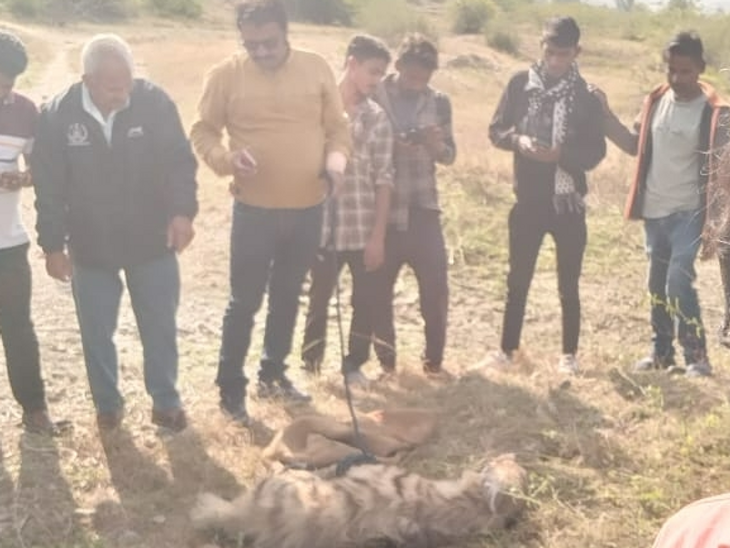 Jarakh found injured in Sevadi Mithadi river | सेवाडी मिठडी नदी में ...