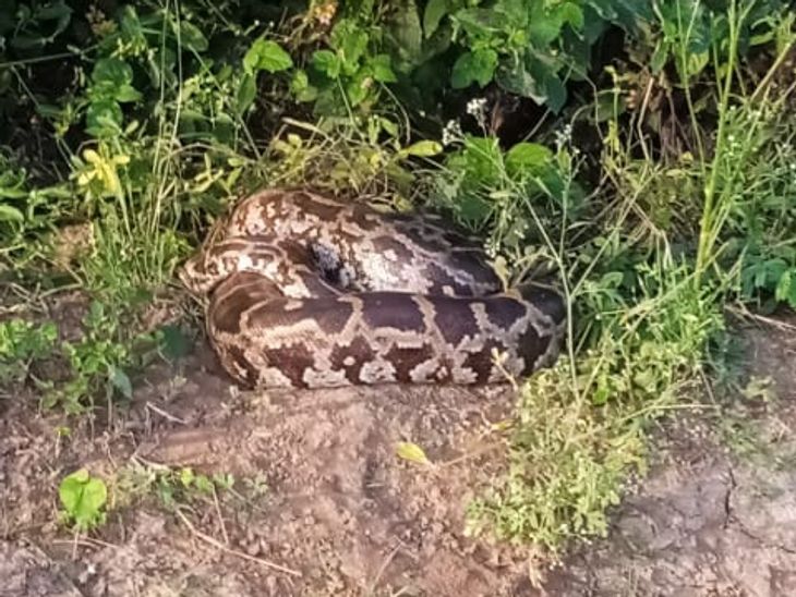15 feet long python found in the field | खेत में निकला 15 फीट लंबा अजगर ...