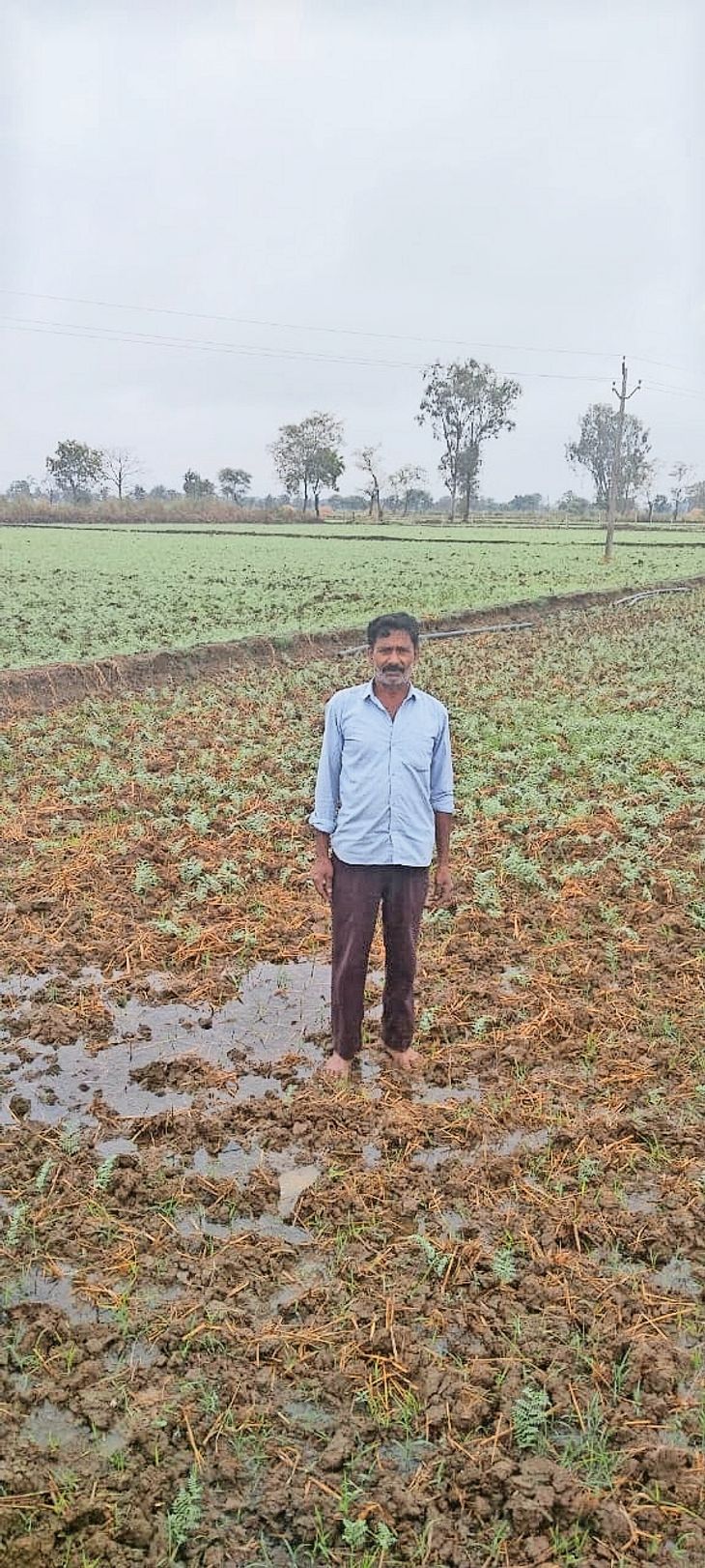 Gram fields filled with water, farmers worried about crop rotting | चने ...