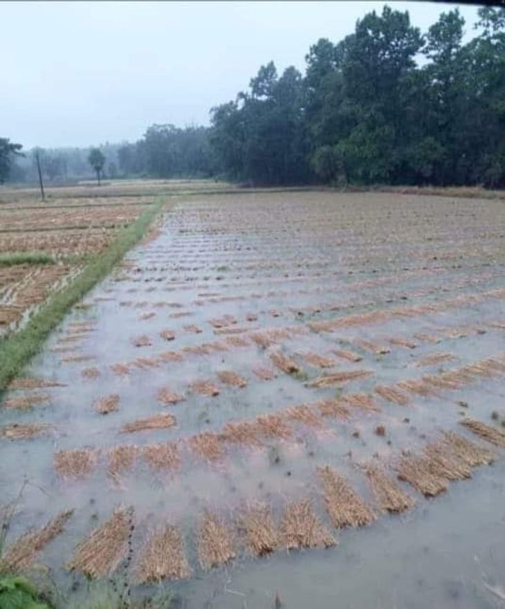 Cyclone Michong disrupts life, paddy stored in fields and barns is ...