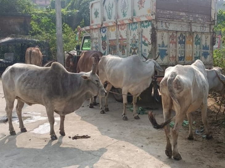10 smugglers arrested with 40 cattle, VHP and Bajrang Dal caught in Lakhisarai | 40 मवेशी के साथ ...