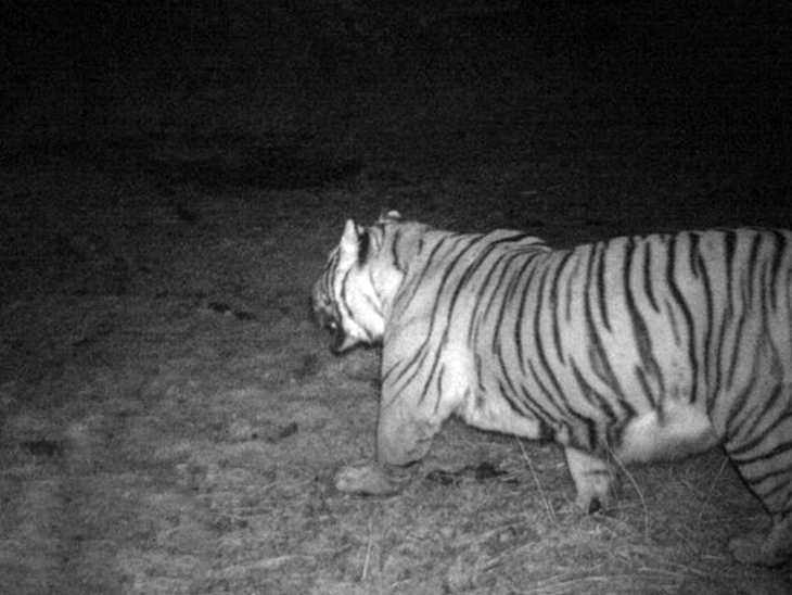 Sikkim Pangolakha Sanctuary Tiger Spotted At 3,640 Meters Amid MP Tiger ...