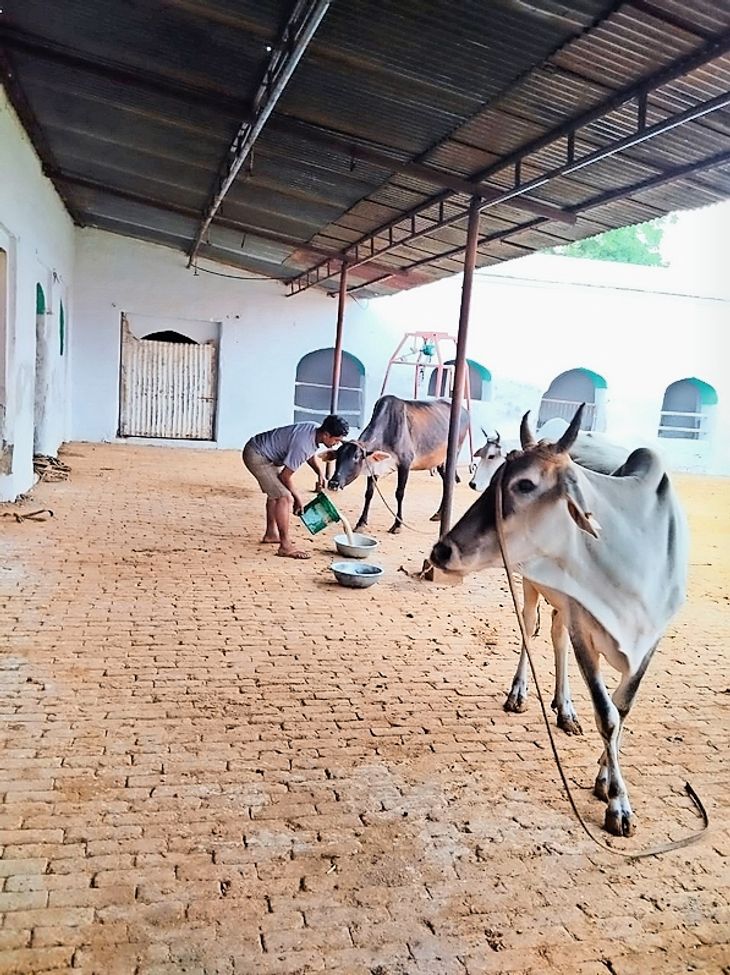500 cows in a cowshed built on 25 bighas of land 133 years ago in ...
