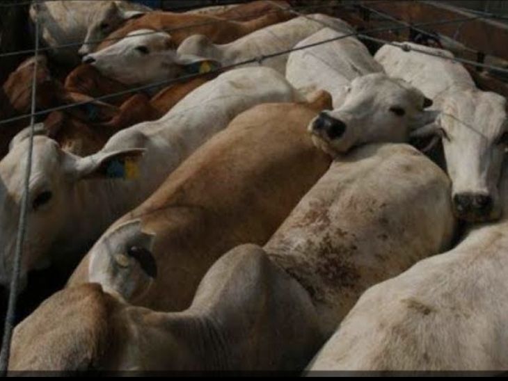 Nuh KMP standing canter 14 cows found update | नूंह में KMP पर खड़े ...