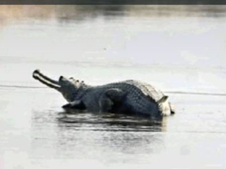 Crocodile seen in Ganga river of Maharajpur