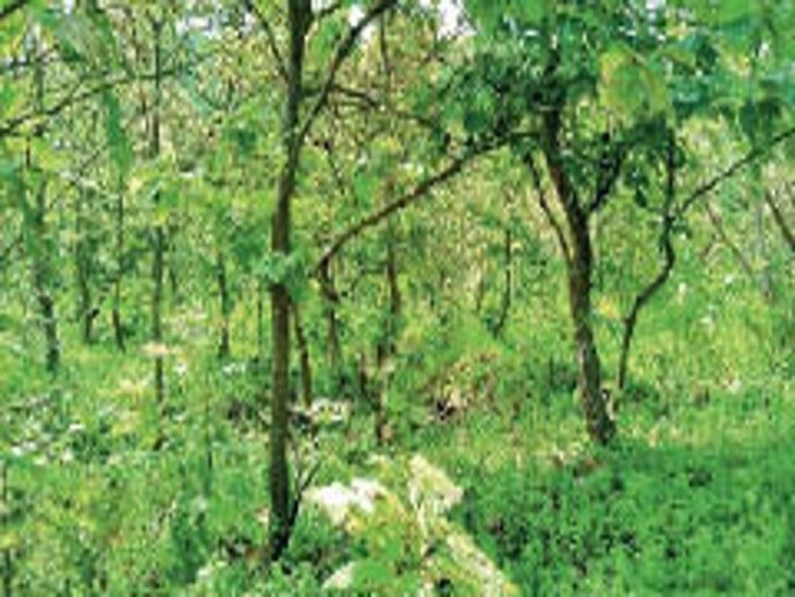 Now 20 thousand trees will be cut for the railway line in Simrol ...