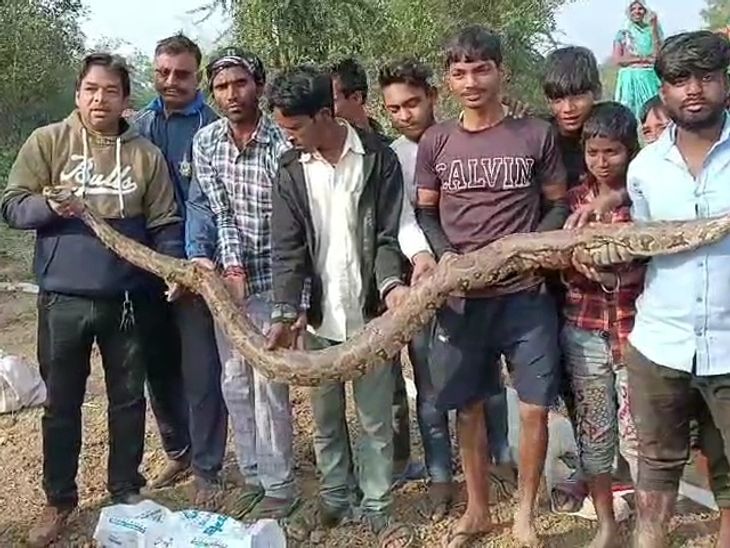 Three pythons came out together in Etawah | इटावा में एक साथ निकले तीन अजगर: 6 घंटे में वन विभाग ...