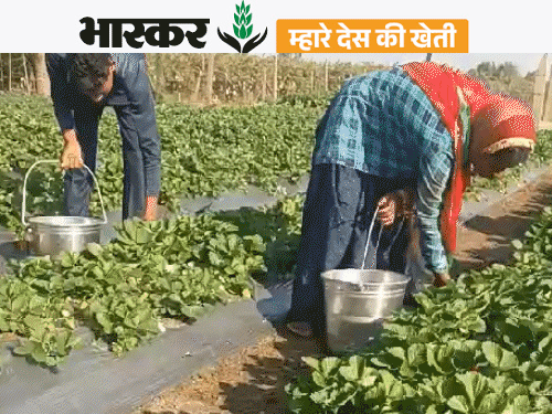 Strawberry Ki Kheti | Rajasthan Chittorgarh Farmer Strawberry Farming ...