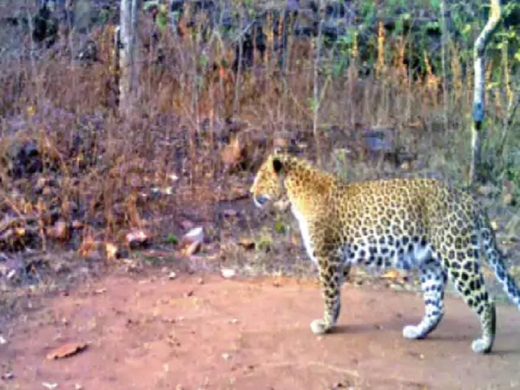 People scared due to increase in leopard movement in Umrada | उमरड़ा ...