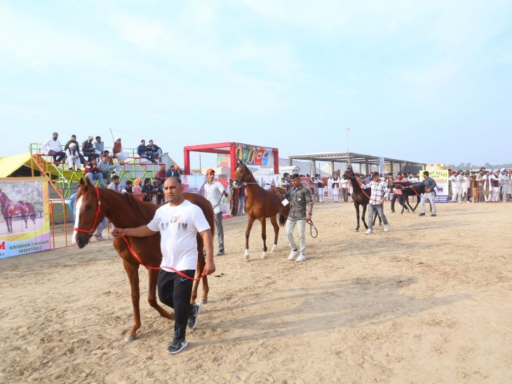 Milky Tooth Baccheri Competition organized in Horse Fair | अश्व मेले ...