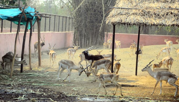 Nagpur Zoo asked for Black Buck and Chowsingha from Kanan, Delhi asked ...