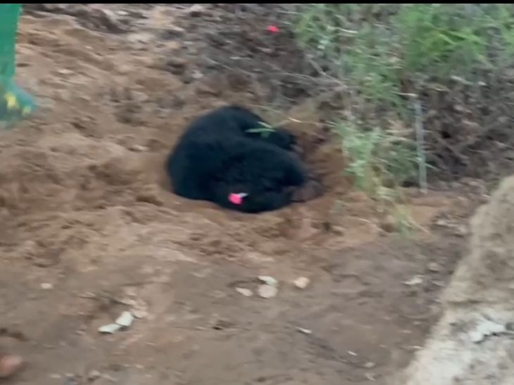 Rescue of the attacking bear, treatment of the injured bear will be ...