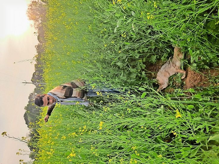 Broken 11 KV wire fell on jackal hiding in mustard field, death | 11 ...