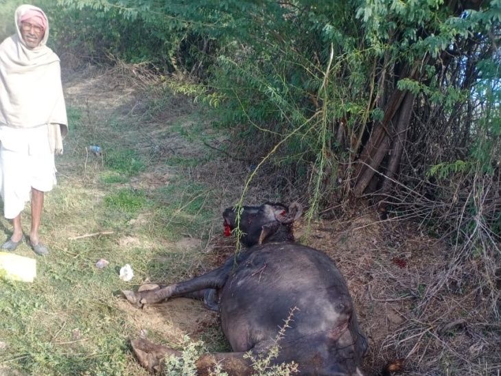 Buffalo killed by hitting its head and back with an axe. Stole from ...