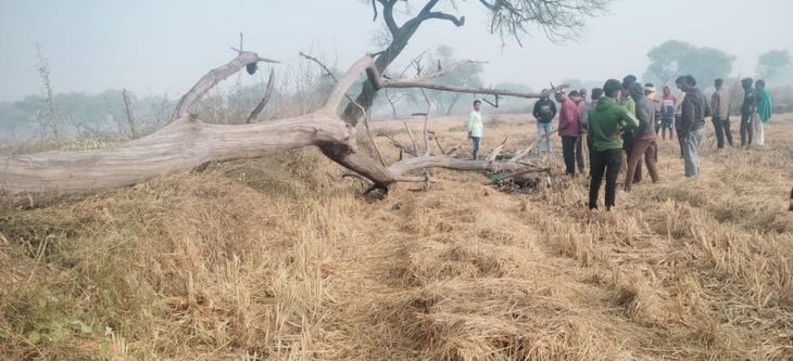 The villager fell on the tree he was cutting and died. | जिस पेड़ को ...