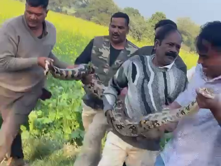 Panic in the village due to 11 feet 50 kg python | 11 फीट लंबे अजगर का ...