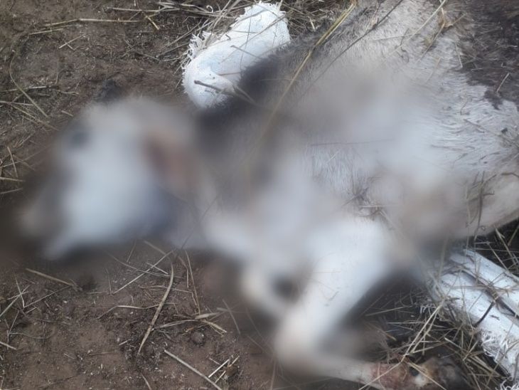 Dogs took the lives of 5 to 7 cows | कुत्तों ने ली 5 से 7 गोवंश की जान ...