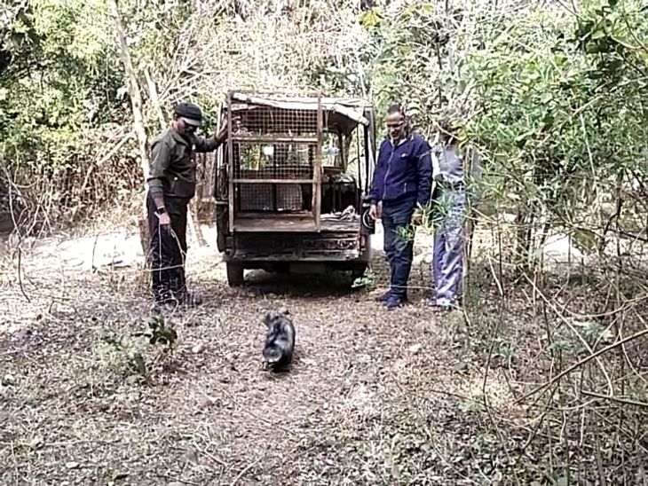Shajapur - Forest department team rescued Kabar badger from residential ...