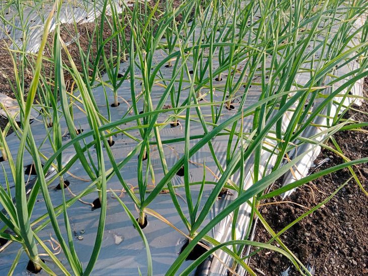 The trend of plastic mulching in garlic increased, farmers experimented ...