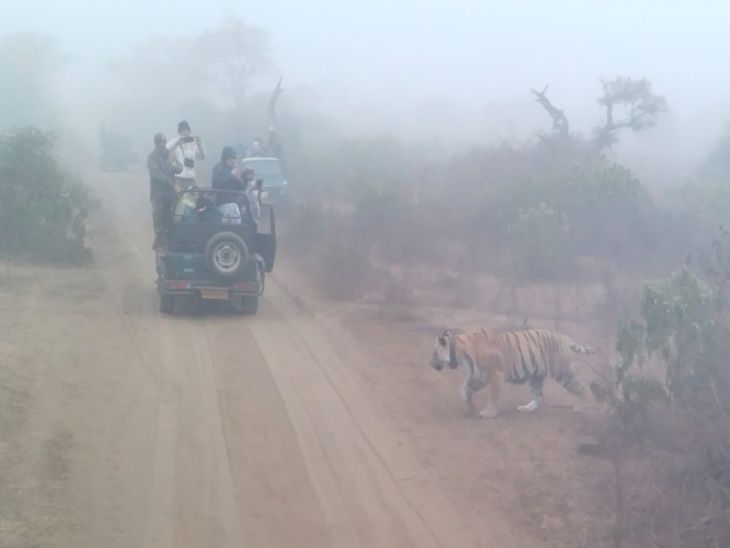Tiger ran in front of gypsies: VIDEO | जिप्सियों के सामने से दौड़ा ...