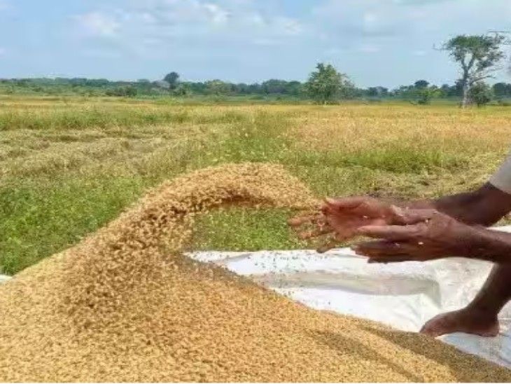 Production of wheat, barley and other Rabi crops can increase by 15% ...