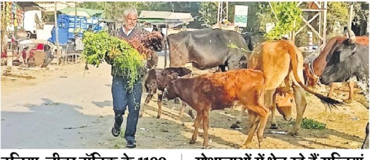 Do good, not sin; Every day 24 thousand kilos of fodder is being put in ...