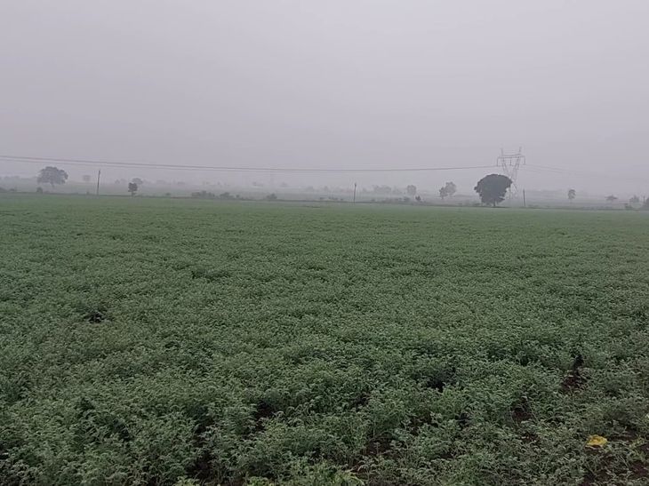 Weather changed due to rain, fog remained, damage to gram crop due to ...