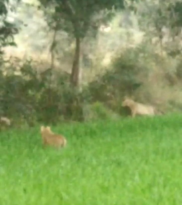 Viral video of tiger-like animal creates confusion among people | बाघ ...