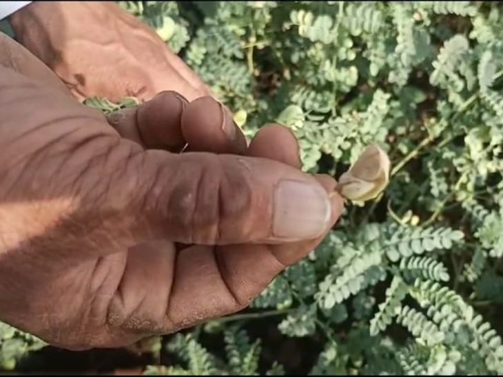 Gram crop ruined due to rain and fog | मावठे और कोहरे के चलते चने की ...