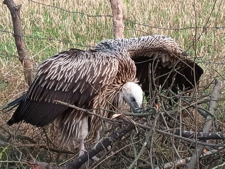 Extinct Garuda bird found | मिला विलुप्त प्रजाति का गरूड़ पक्षी ...