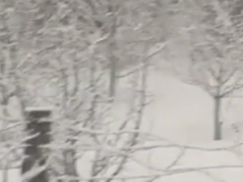 Shimla: Snowfall Narkanda Himachal weather forecast IMD
