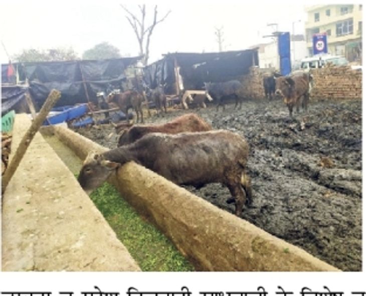 Mud and swamp in the cow shed of Bhootnath temple. Two dozen cows ...