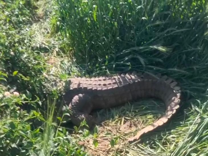 Neemuch - Forest department team rescued the giant crocodile from the ...