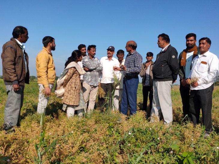 damage to gram crop | चने की फसल को नुकसान: खराब फसल पर ट्रैक्टर चला ...