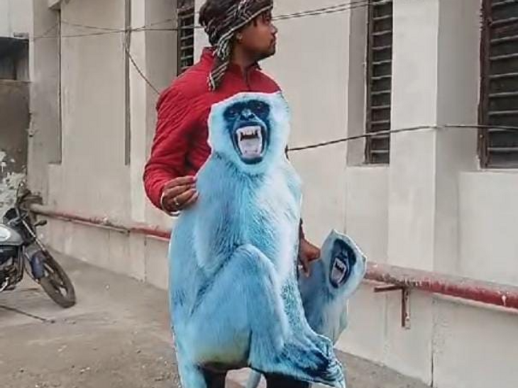 Monkey terror in Municipal Corporation | नगर निगम में बंदरों का आतंक ...