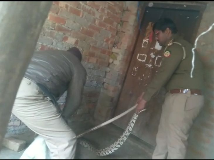 Giant python found inside house in Rae Bareli | रायबरेली में घर के अंदर ...