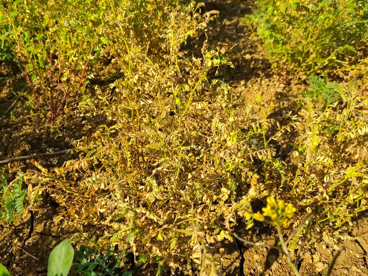 Soil borne fungus attack on gram crop | चने की फसल पर मिट्टी जनित फफूंद ...
