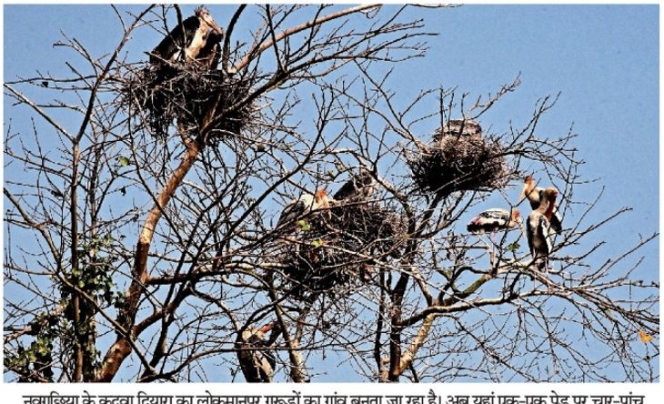 Eagles made 120 new nests in Kadwa Diara | कदवा दियारा में गरूड़ों ने ...
